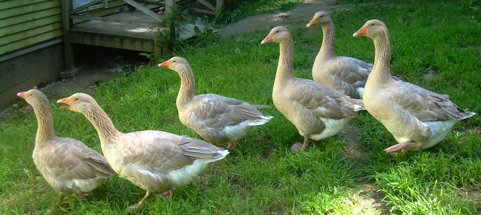 The Useful Goose - Backyard Poultry
